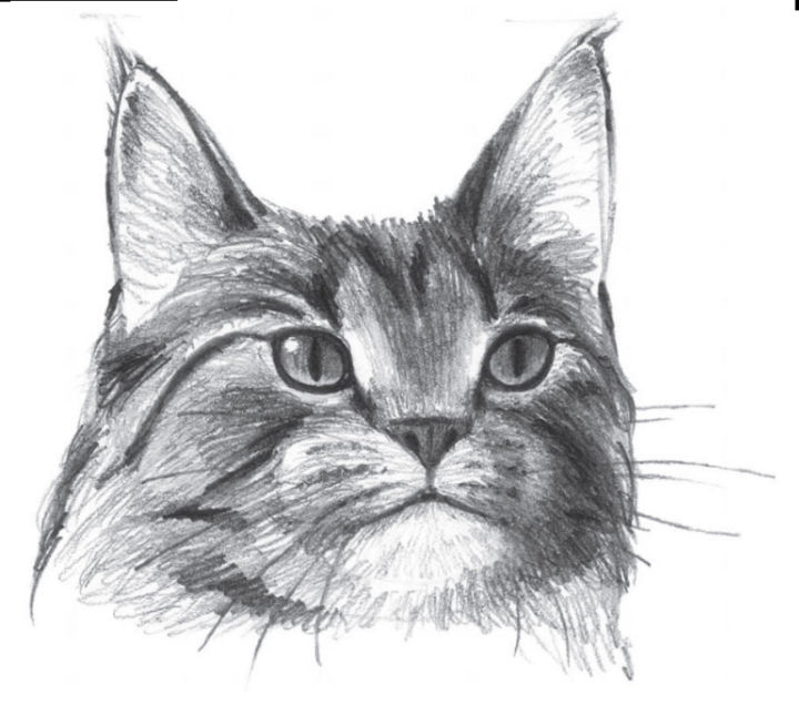25 Cat Face Drawing Ideas - How to Draw a Cat Face