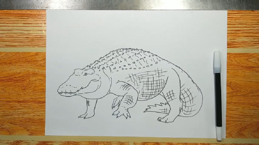 25 Easy Alligator Drawing Ideas - Draw an Alligator
