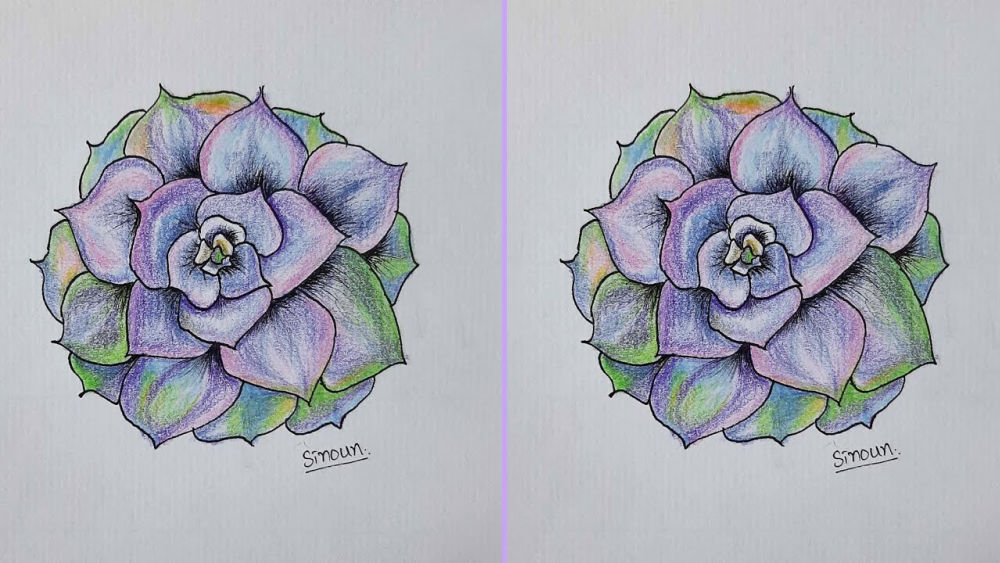 20 Easy Succulent Drawing Ideas - Draw a Succulent