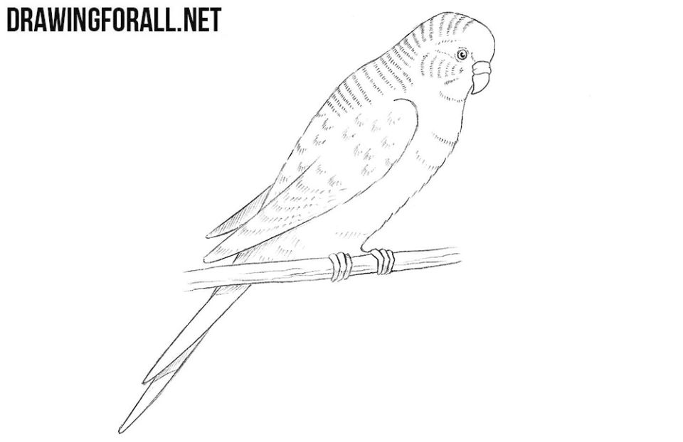 how to draw a parrot on a tree - Decker Quartgaveng