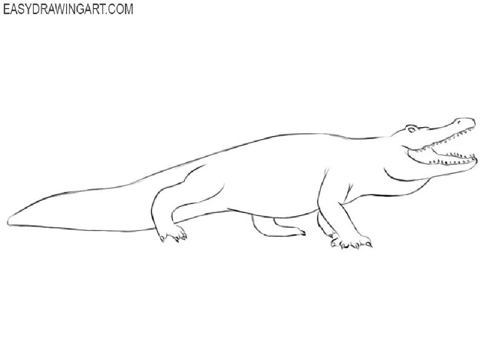 25 Easy Alligator Drawing Ideas - Draw an Alligator