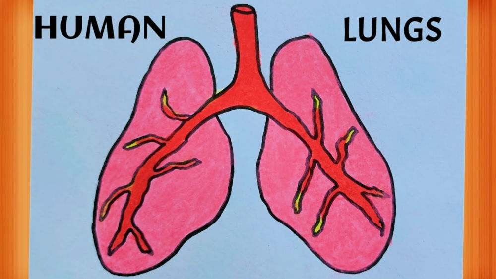 25 Easy Lungs Drawing Ideas - How to Draw Lungs