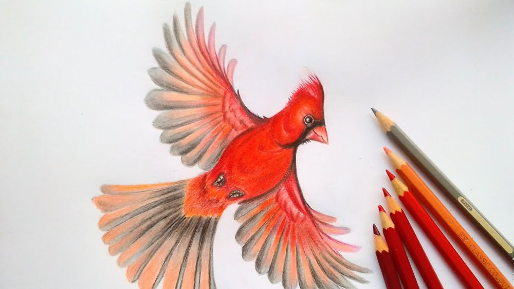 20 Easy Cardinal Drawing Ideas - Draw a Cardinal