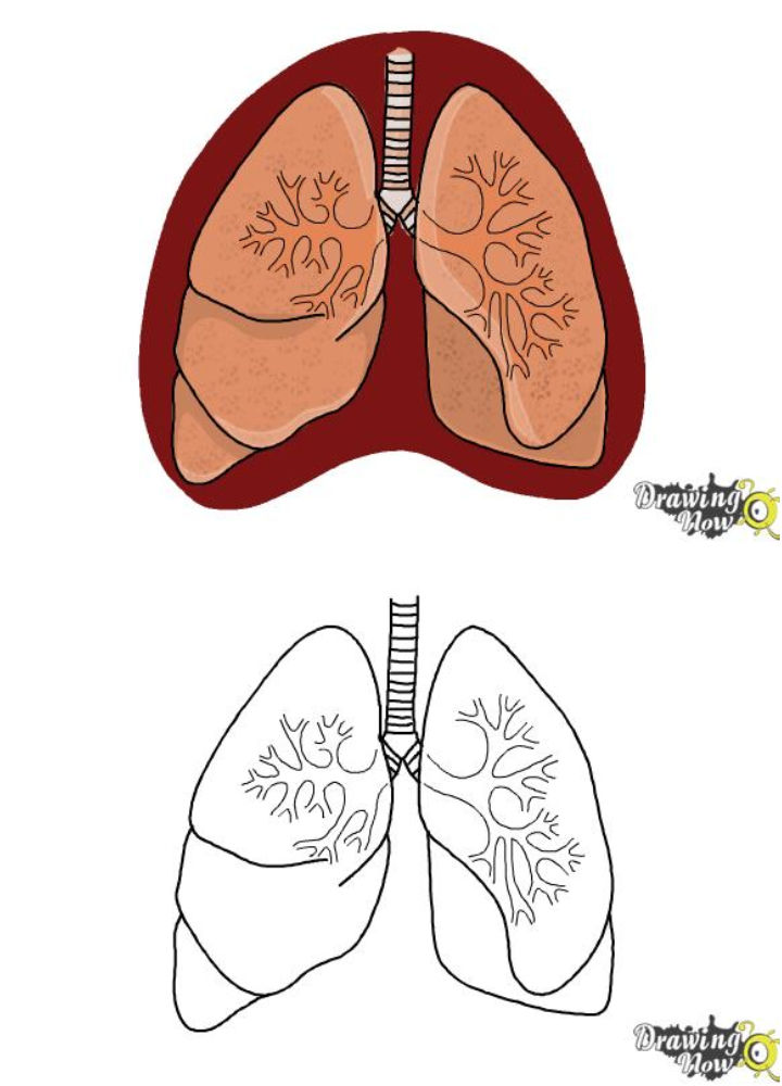 25 Easy Lungs Drawing Ideas - How to Draw Lungs