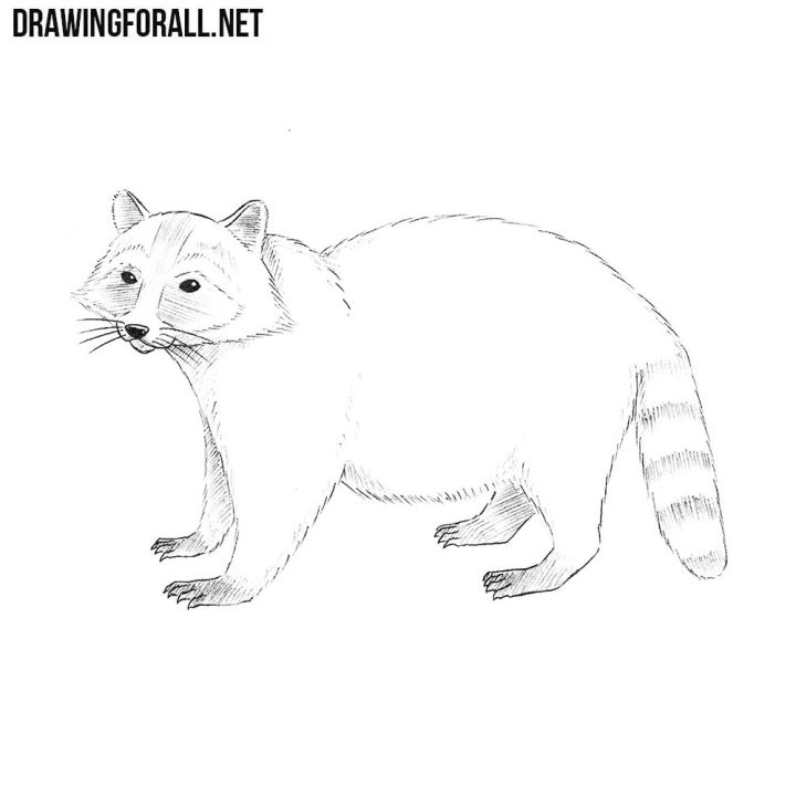 25 Easy Raccoon Drawing Ideas - How to Draw a Raccoon