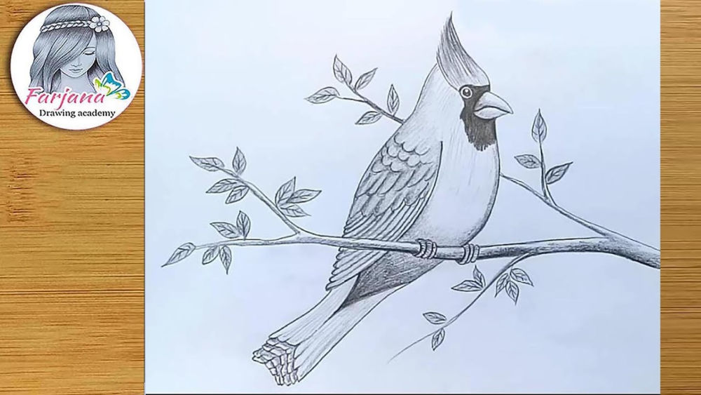 20 Easy Cardinal Drawing Ideas - Draw a Cardinal