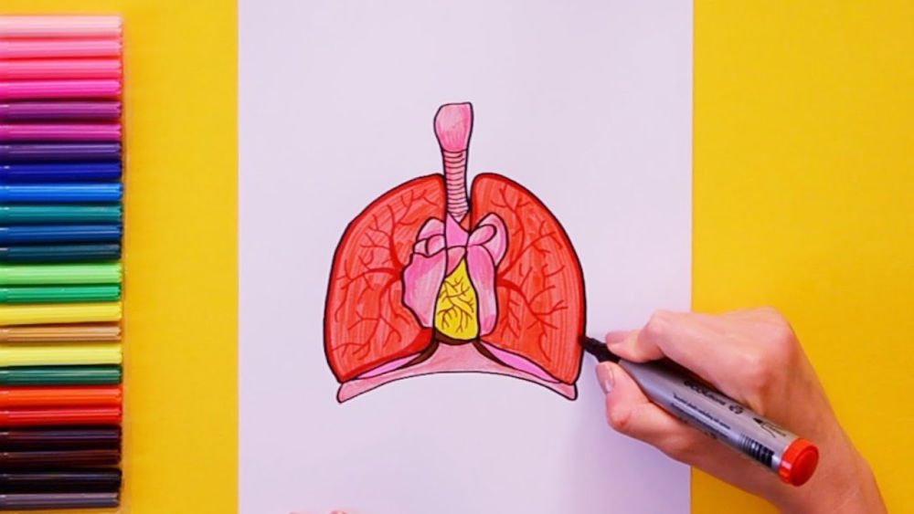 25 Easy Lungs Drawing Ideas - How to Draw Lungs