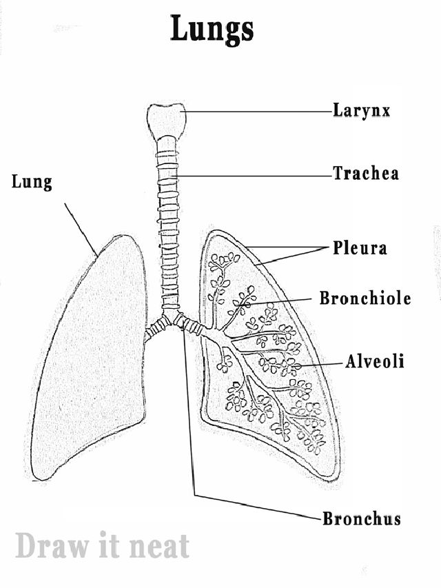 25 Easy Lungs Drawing Ideas - How to Draw Lungs