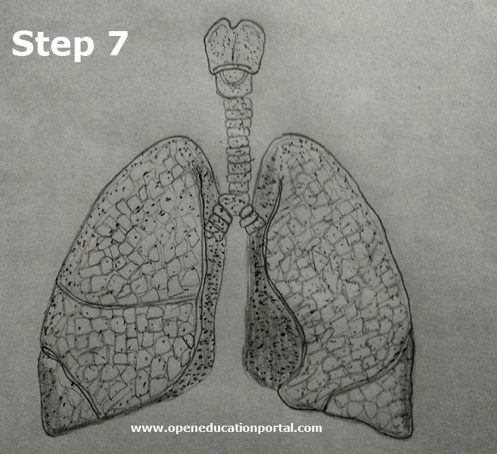 25 Easy Lungs Drawing Ideas - How to Draw Lungs