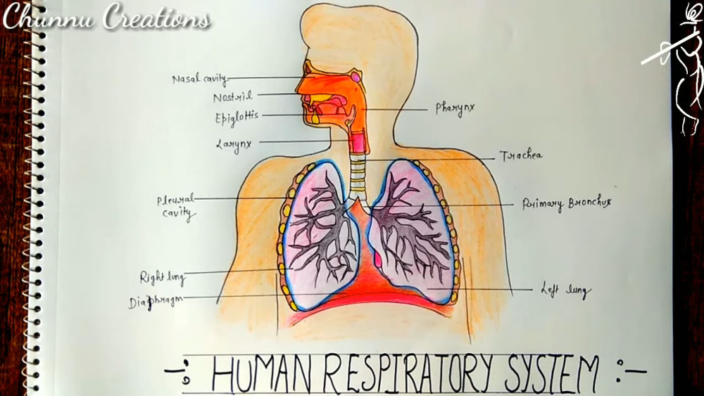 25 Easy Lungs Drawing Ideas - How to Draw Lungs