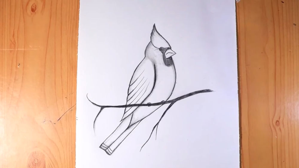 20 Easy Cardinal Drawing Ideas Draw A Cardinal