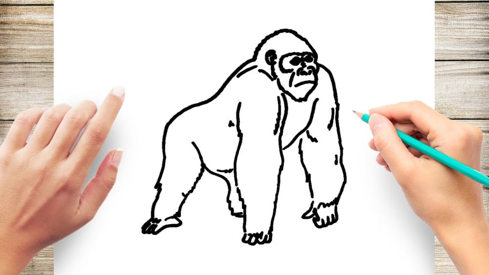 25 Easy Gorilla Drawing Ideas - How to Draw a Gorilla