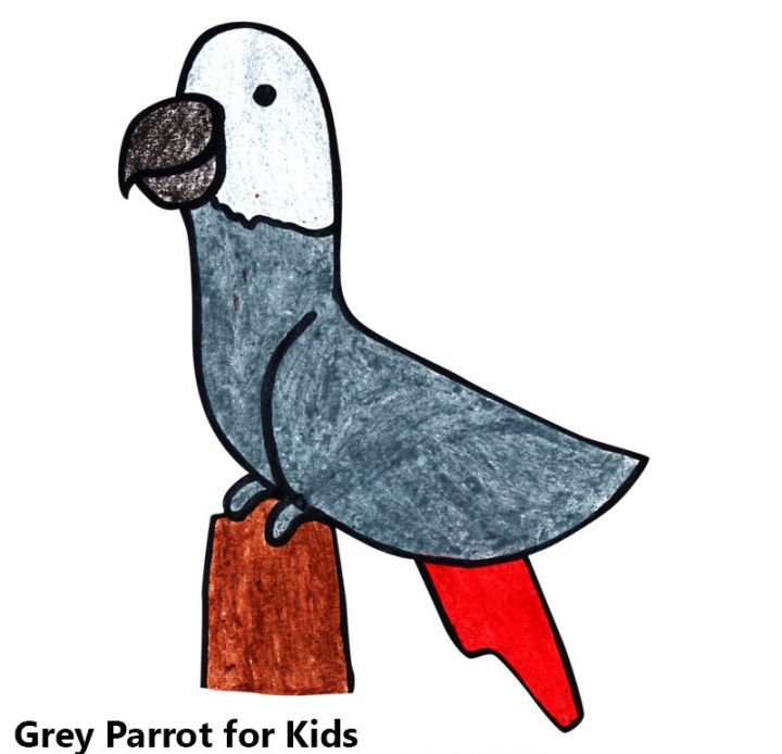 25 Easy Parrot Drawing Ideas - How to Draw a Parrot