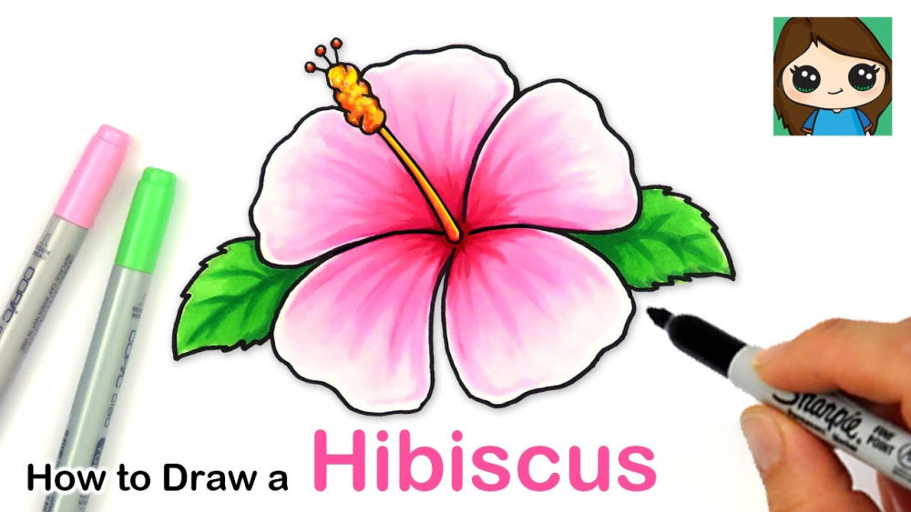 20 Easy Hibiscus Drawing Ideas - Draw a Hibiscus