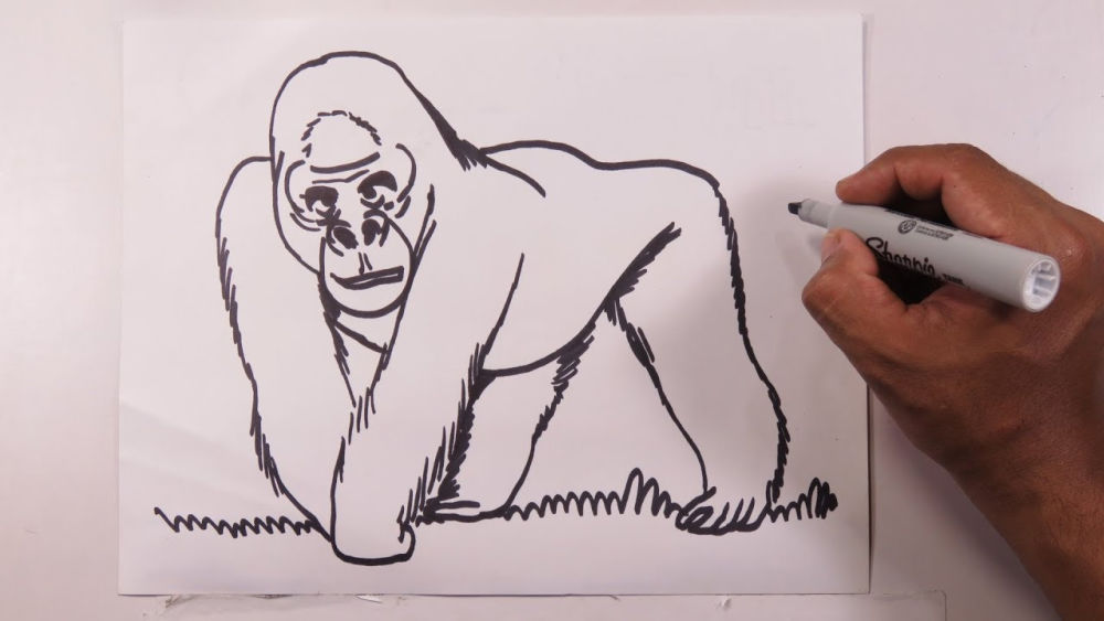 25 Easy Gorilla Drawing Ideas - How to Draw a Gorilla