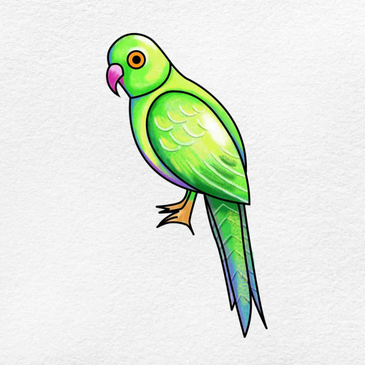 25 Easy Parrot Drawing Ideas - How to Draw a Parrot