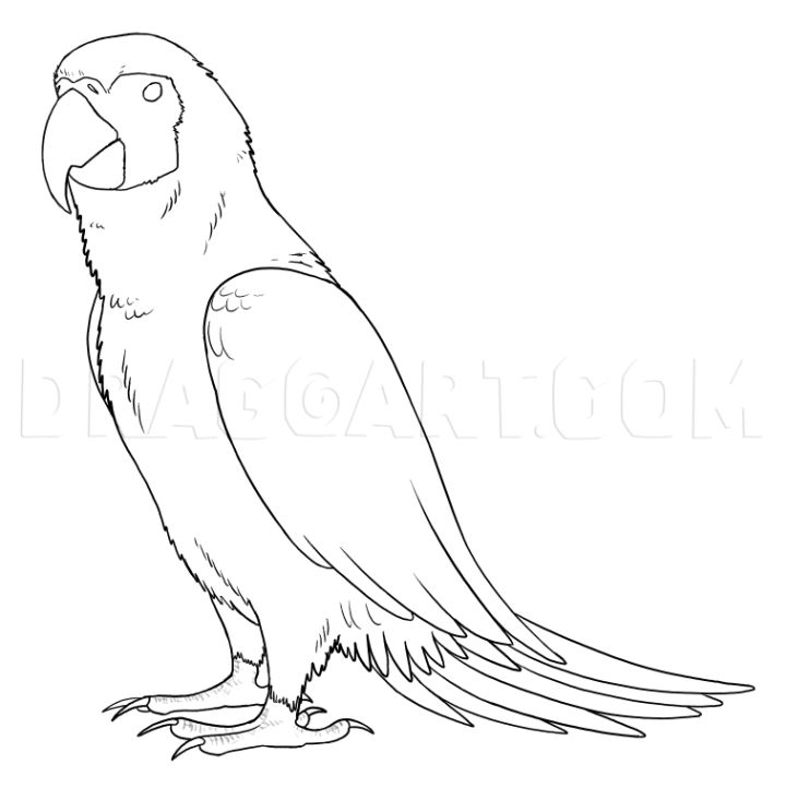 25 Easy Parrot Drawing Ideas - How to Draw a Parrot