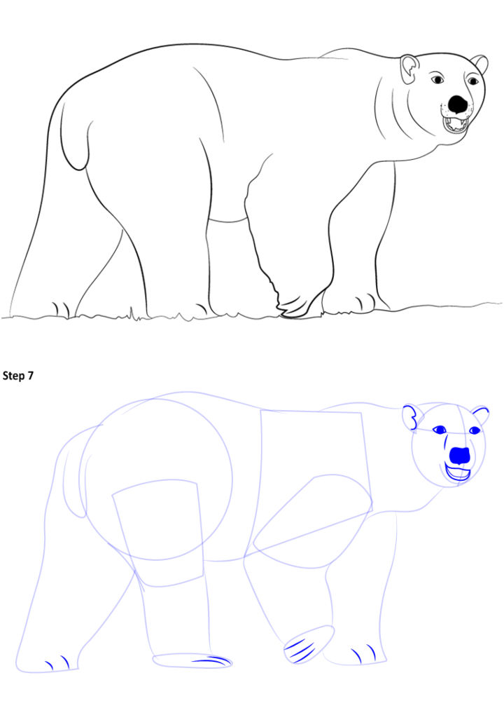 25 Easy Polar Bear Drawing Ideas - How to Draw