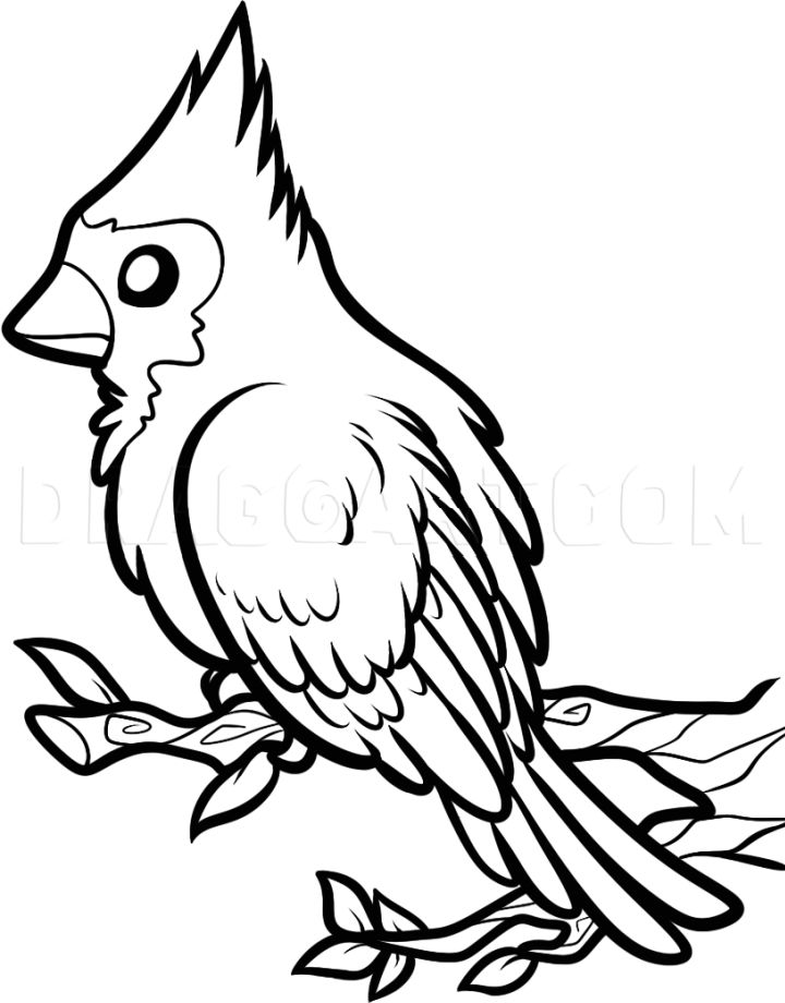20 Easy Cardinal Drawing Ideas - Draw a Cardinal