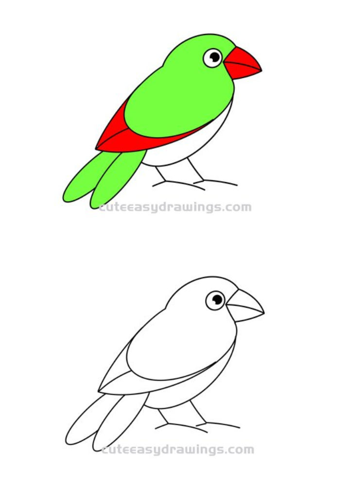 25 Easy Parrot Drawing Ideas - How to Draw a Parrot