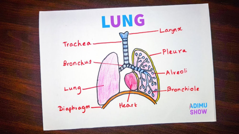 25 Easy Lungs Drawing Ideas - How to Draw Lungs