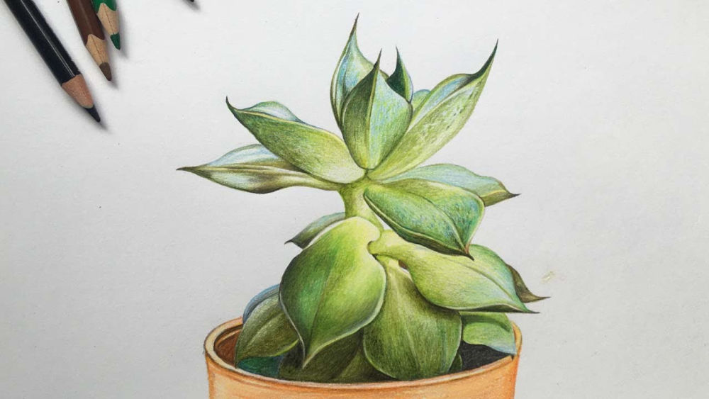 20 Easy Succulent Drawing Ideas - Draw a Succulent