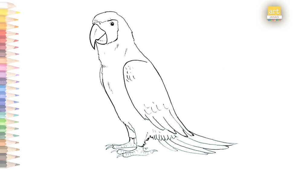 25 Easy Parrot Drawing Ideas - How to Draw a Parrot