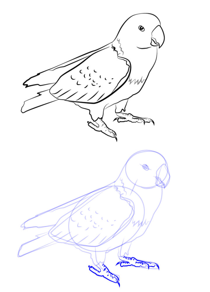 25 Easy Parrot Drawing Ideas - How to Draw a Parrot
