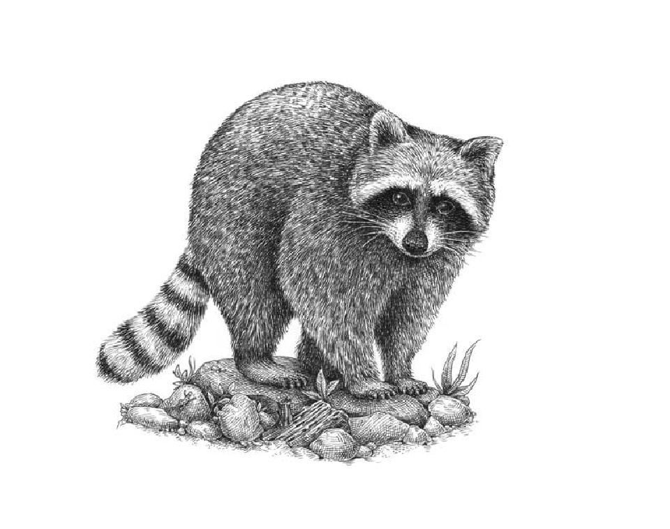 25 Easy Raccoon Drawing Ideas - How to Draw a Raccoon