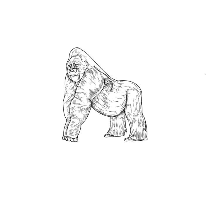 25 Easy Gorilla Drawing Ideas - How to Draw a Gorilla