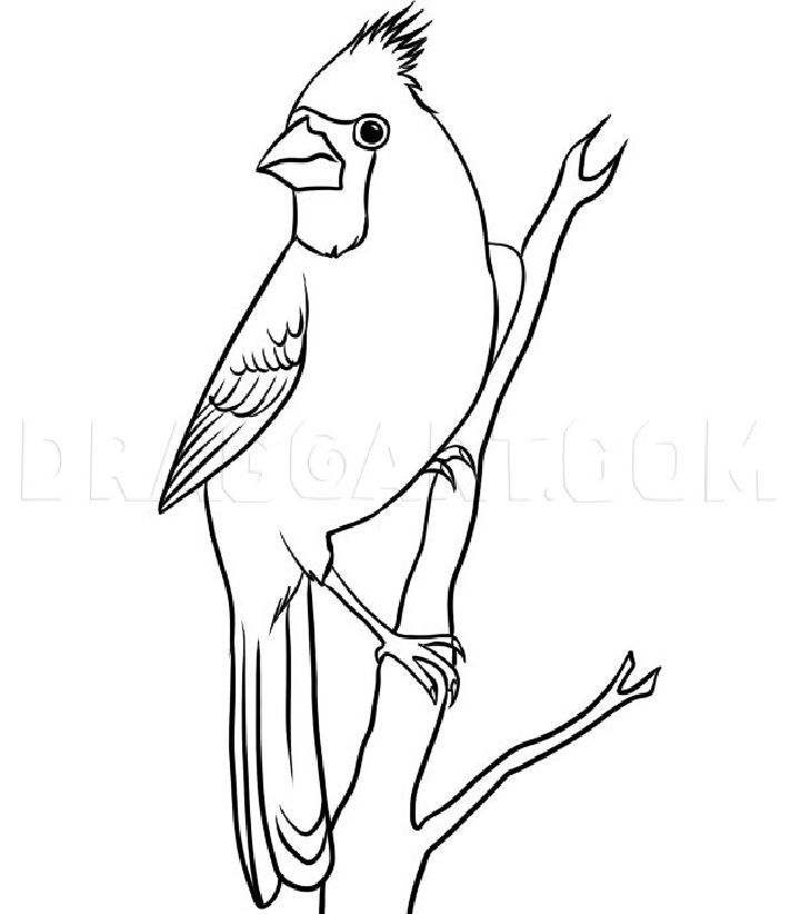 20 Easy Cardinal Drawing Ideas - Draw a Cardinal