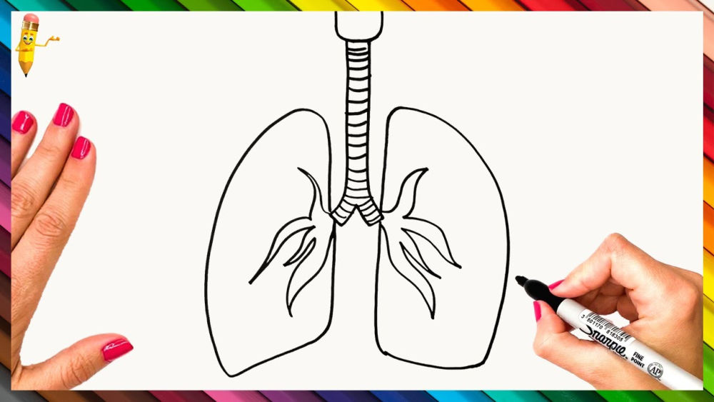 25 Easy Lungs Drawing Ideas - How to Draw Lungs