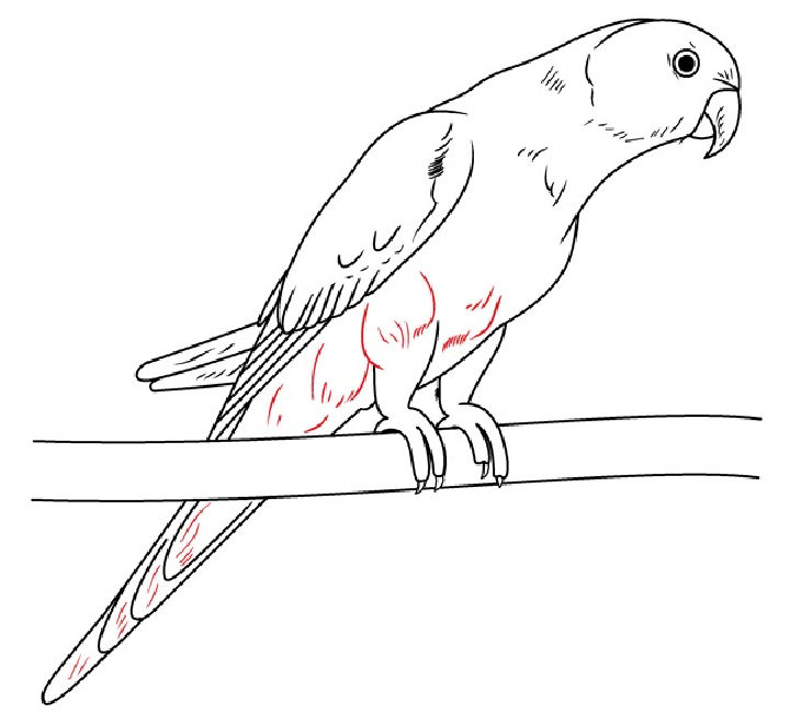 25 Easy Parrot Drawing Ideas - How to Draw a Parrot