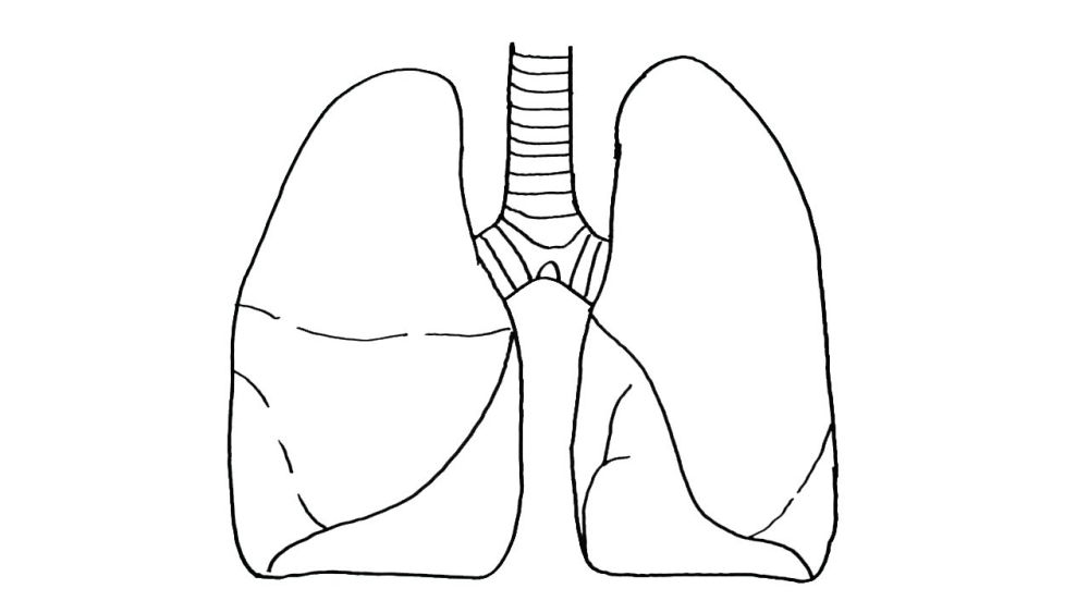 25 Easy Lungs Drawing Ideas - How to Draw Lungs