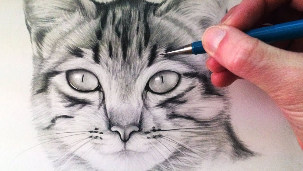 25 Cat Face Drawing Ideas - How to Draw a Cat Face