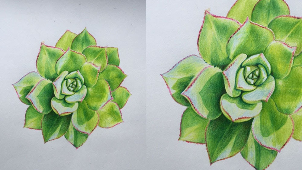 20 Easy Succulent Drawing Ideas - Draw a Succulent