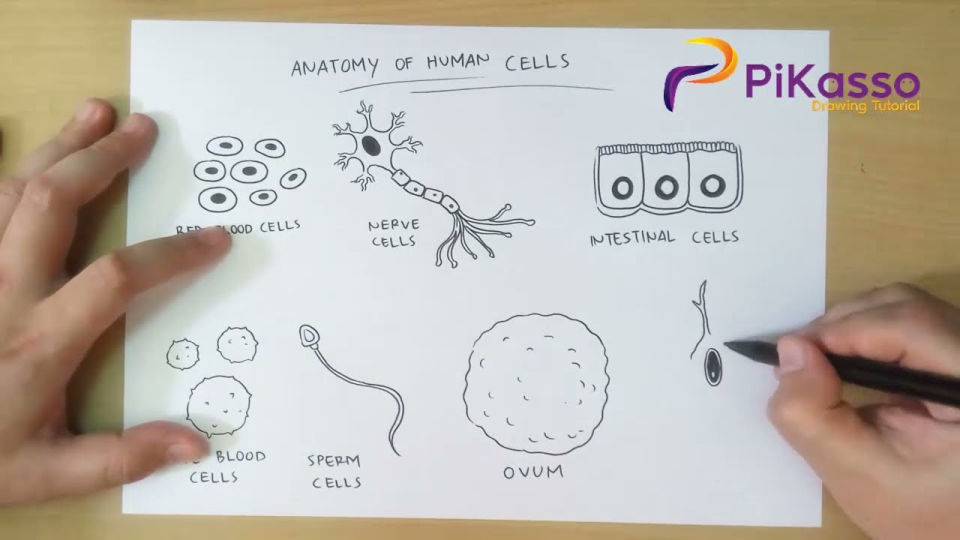 20 Easy Cell Drawing Ideas - How to Draw a Cell