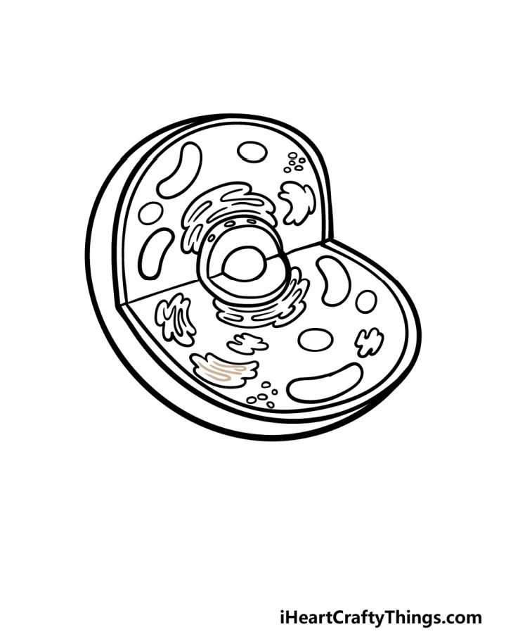 20 Easy Cell Drawing Ideas - How to Draw a Cell