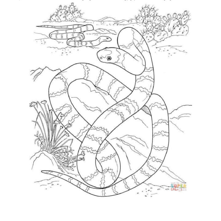 25 Free Snake Coloring Pages for Kids and Adults