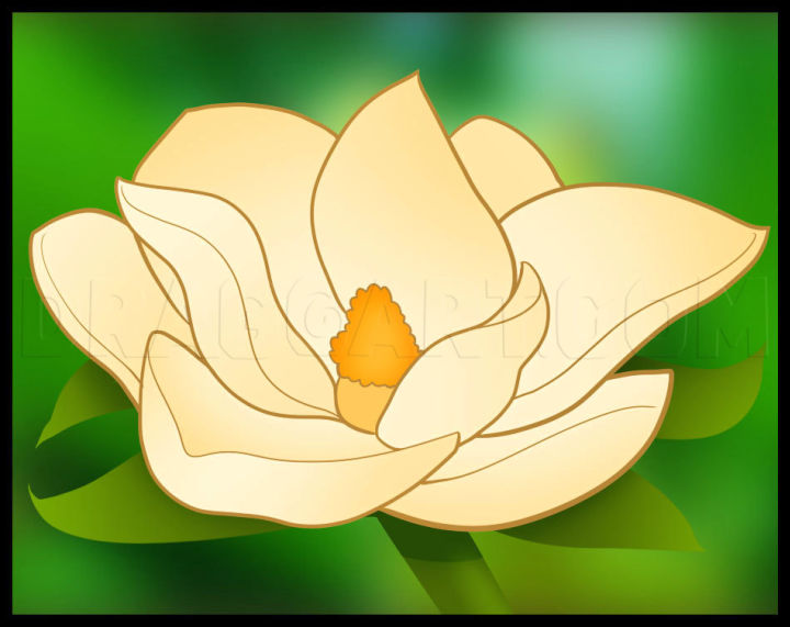 25 Magnolia Flower Drawing Ideas - Draw Magnolia Flower