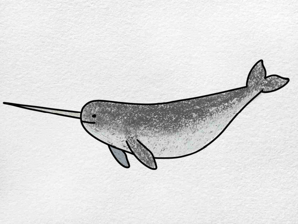 25 Easy Narwhal Drawing Ideas - How to Draw a Narwhal