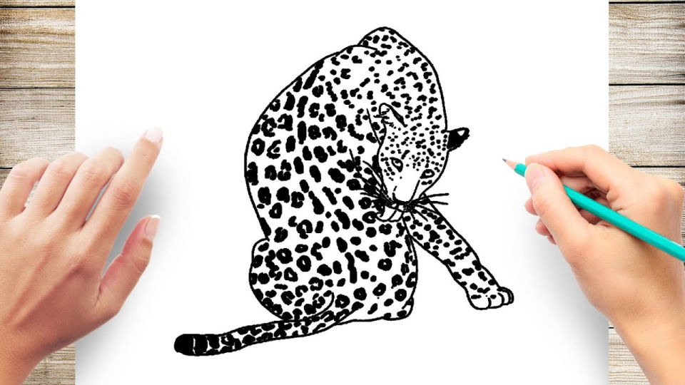 25 Easy Leopard Drawing Ideas - How to Draw