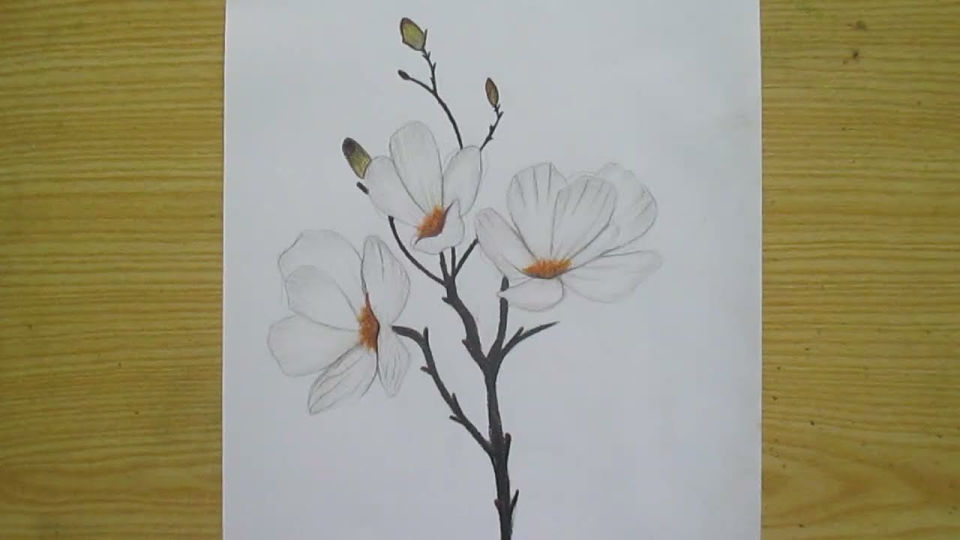 25 Magnolia Flower Drawing Ideas - Draw Magnolia Flower