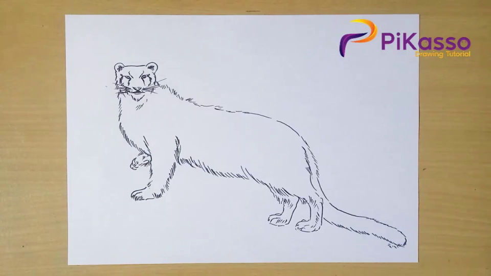 25 Easy Snow Leopard Drawing Ideas - How to Draw