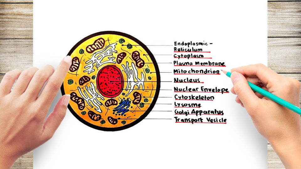 20 Easy Cell Drawing Ideas - How to Draw a Cell