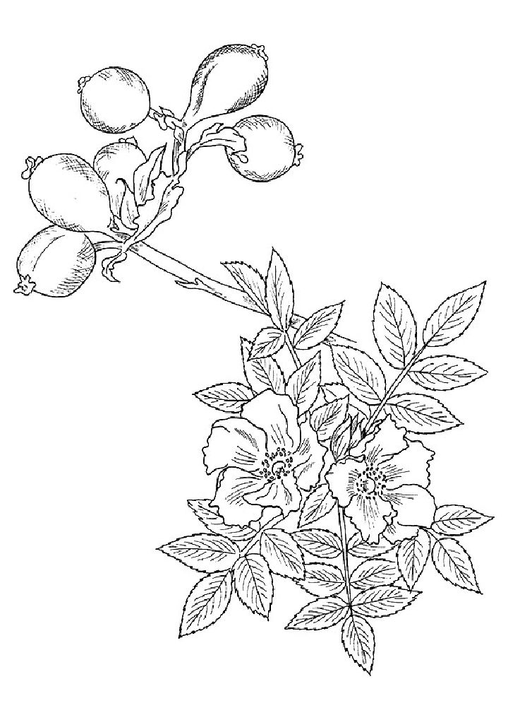 20 Free Rose Coloring Pages for Kids and Adults