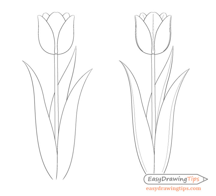 25 Easy Tulip Drawing Ideas - How to Draw a Tulip
