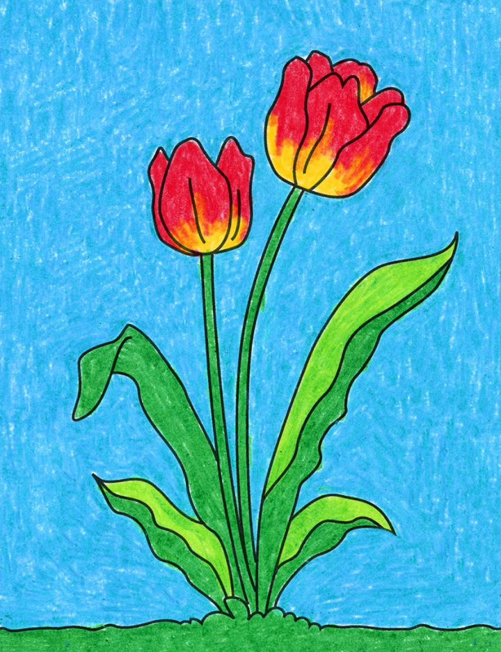 25 Easy Tulip Drawing Ideas - How to Draw a Tulip
