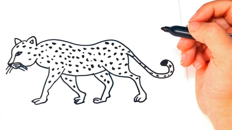 25 Easy Leopard Drawing Ideas - How to Draw