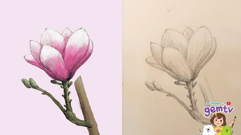 25 Magnolia Flower Drawing Ideas - Draw Magnolia Flower